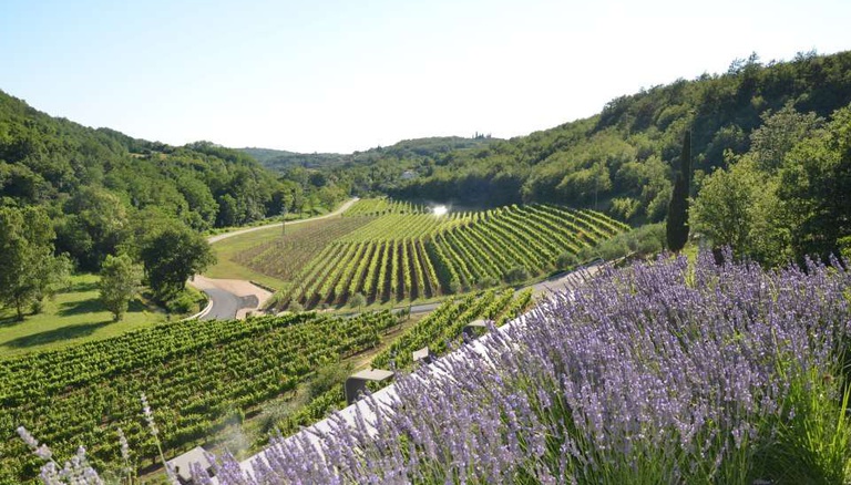 Kozlović Winery - Tasting Wine - Valamar Experience Concierge